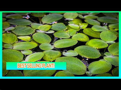Water Lettuce Aquarium