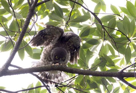 天使（？） Ganref