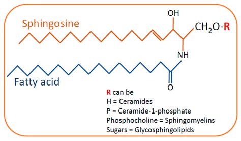 Ceramide Sphingosine