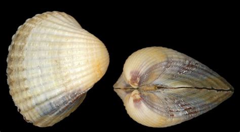 Cerastoderma Glaucum