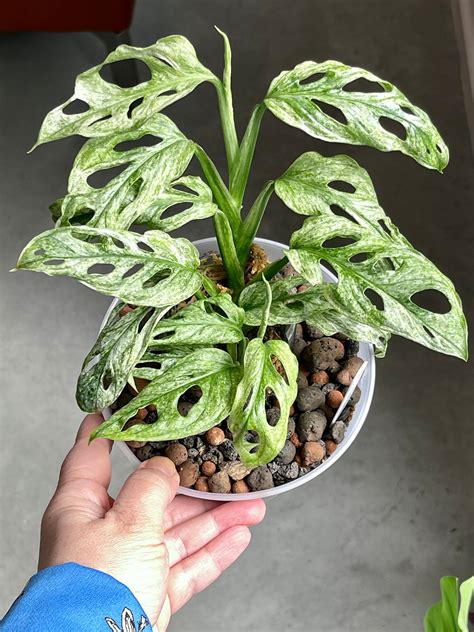 Monstera Adansonii Mint Variegated Craibas Al Gov Br