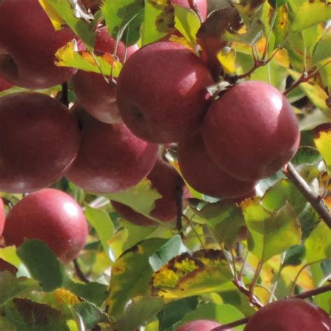 Pink Lady Apple Tree For Sale 4 5ft Bareroot Organic