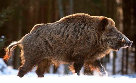 Самый большой кабан в мире и в России