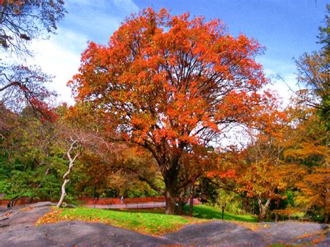 Do Oak Trees Grow In Alberta At Damon Larmon Blog