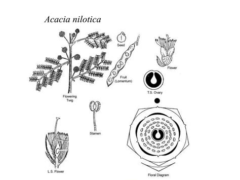 Angiosperm Taxonomy Ppt