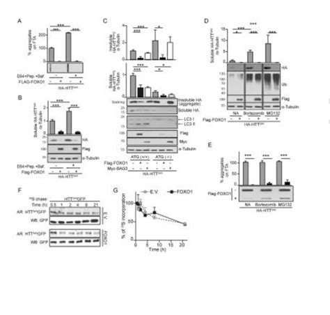 the effects of foxo1 on mutant htt aggregation are unrelated to protein