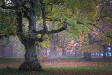 GALLERIER NATUR av nordiska fotografer Vackra naturbilder att köpa