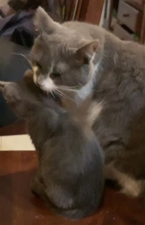Saul Meowman On Twitter Miren Lo Hermoso Que Era Ac Ya Estaba Con