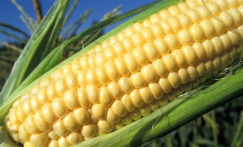 Corn Oklahoma Agriculture In The Classroom