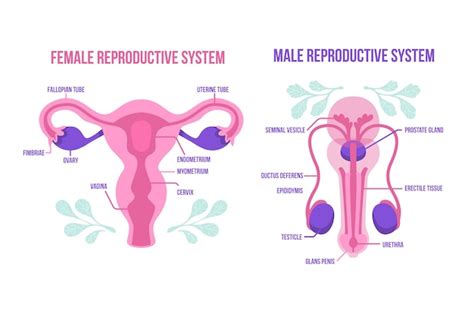 Infográfico De Educação Sexual De Design Plano Vetor Grátis
