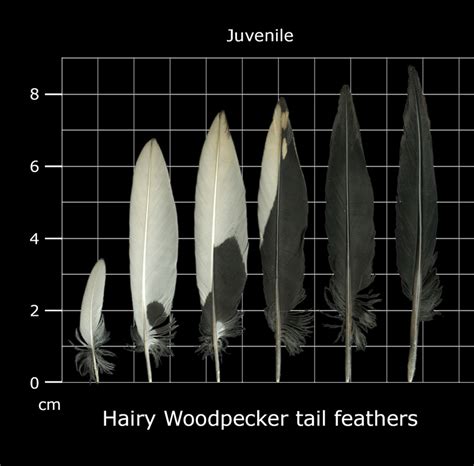 The Feather Atlas Feather Identification And Scans Us Fish And