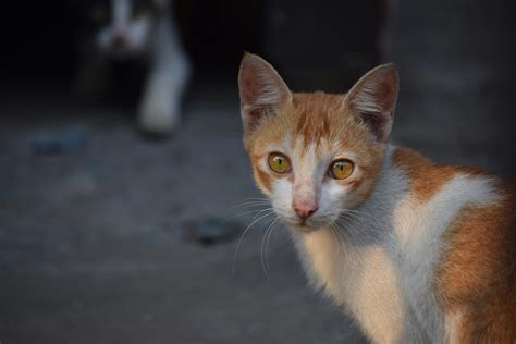 Бесплатные стоковые фото на тему кошка фотография Adoptdontshop