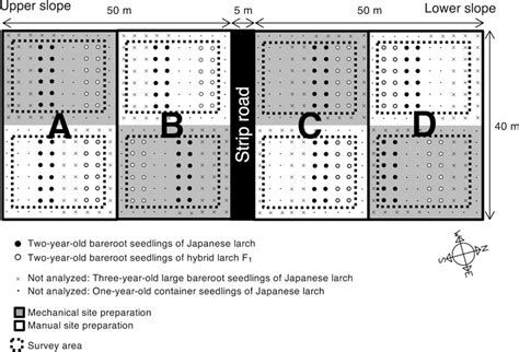 Experimental Design Of The Study Site Seedlings Were Planted At Download Scientific Diagram