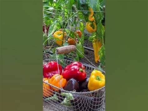 Любимая подкормка перцев для быстрого роста и увеличения урожая в 2 ...