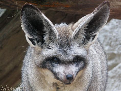 Bat Eared Fox Portrait By Momotte2 On Deviantart