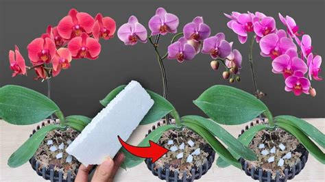 Grow Orchids Using This New Method Orchids Grow Very Fast And Bloom