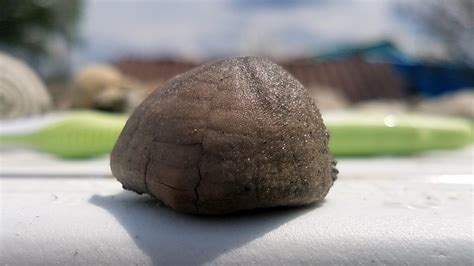 Echinoids Collections The Fossil Forum