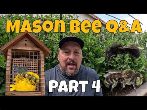 How To Grow Mason Bees