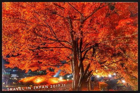 2025河口湖红叶回廊游玩攻略不管是游人还是路人都忍不住【去哪儿攻略】