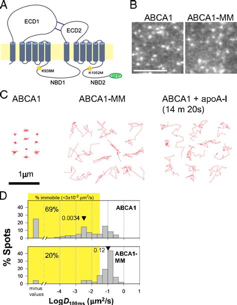 Figure 1 From ABCA1 Dimermonomer Interconversion During HDL Generation