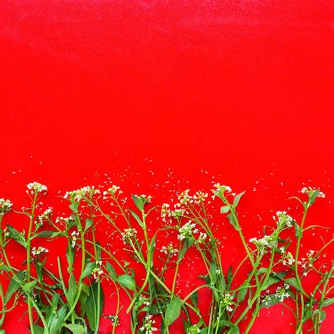 90 Capsella Pictures