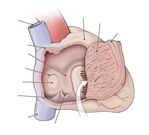 Opened Right Atrium Diagram Quizlet