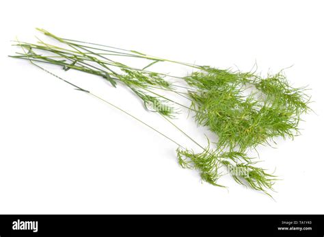 Poa Alpina Commonly Known As Alpine Meadow Grass Or Alpine Bluegrass