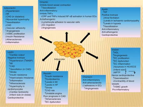 Figure 1 From Role Of Adipokines In Cardiovascular Disease Semantic