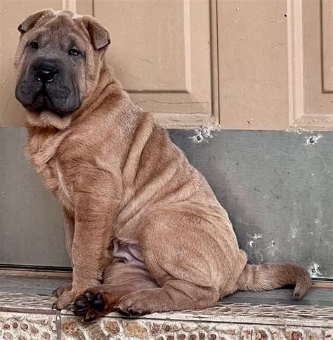 Kimberly Tomlinson Chinese Shar Pei Puppies For Sale In Rockledge Fl