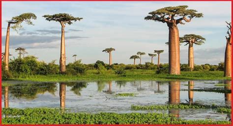 Why Madagascar Is A Stunning Tourist Attraction In East Africa Know