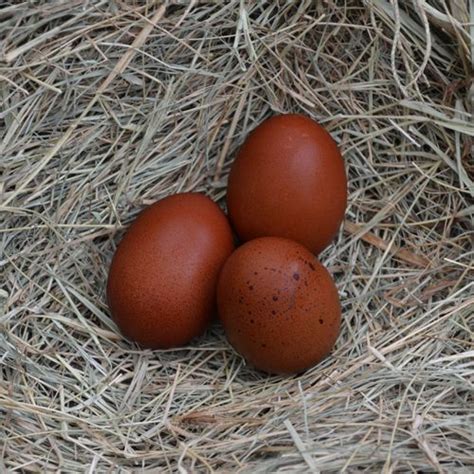 What Does A Fertilized Egg Look Like Plus Tips Artofit