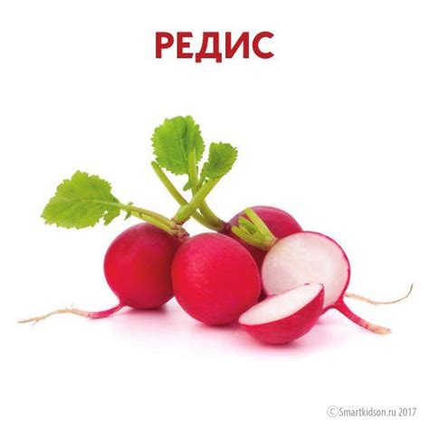 Pin by LEARNING RUSSIAN on ФРУКТЫ - ОВОЩИ - ЯГОДЫ - ОРЕХИ | Radish, Red ...
