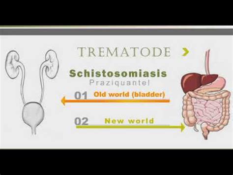 Anthelmintic Drug Group Animation Video Youtube