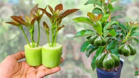 Tips Menanam Alpukat Menggunakan Media Pot Agar Berbuah Lebat dan Panen ...