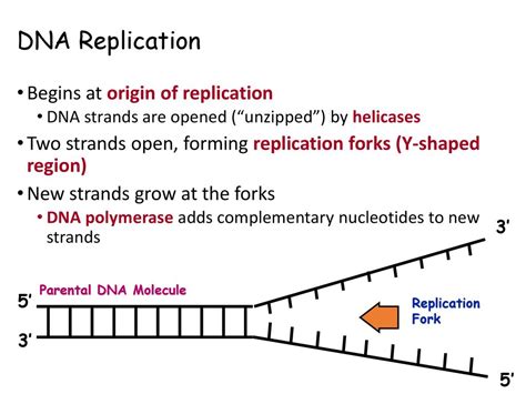 Dna Rna And Protein Synthesis Ppt Download