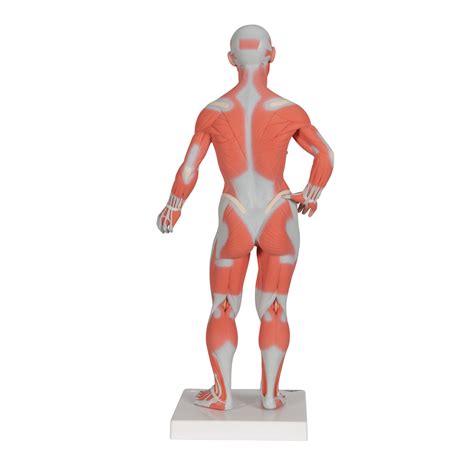 Human Muscular Figure Model Life Size Muscular Figure Anatomical