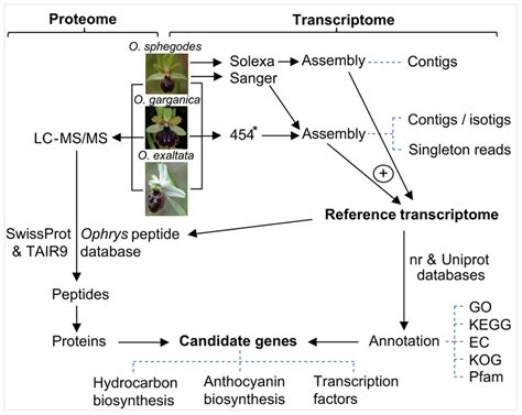 Flow Chart Of Transcriptome And Proteome Analysis Labellum Tissue From