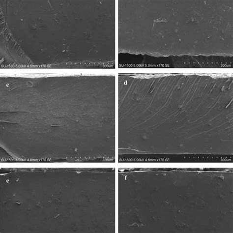 Scanning Electron Micrographs Of Dried Rice Noodles Magnification