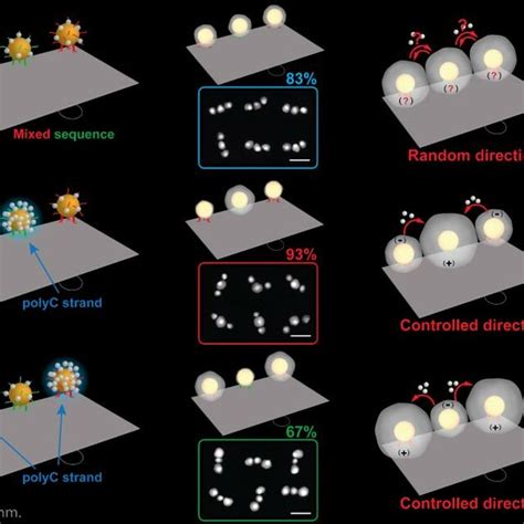 Programming The Clgr Pathway To Fabricate Auagnp Trimer Structures