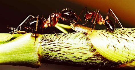 Can Ants Eat Bamboo Explained