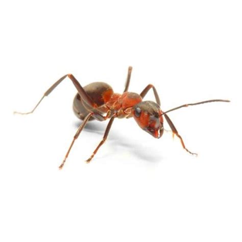 Thatching Ants Ants Interstate Pest Management