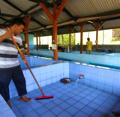 Sea Turtle Conservation Center Volunteer In Indonesia 2024