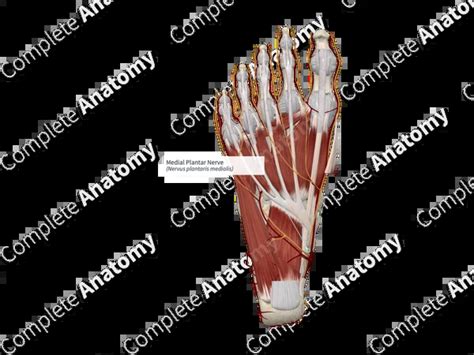 Medial Plantar Nerve Complete Anatomy