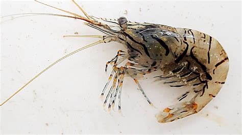 イソスジエビエビのなかま浦安水辺の生き物図鑑