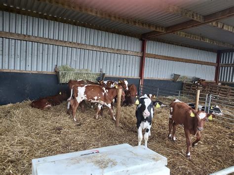Calf Feeding System At Buxton Dairy Farm Aids Rumen Development