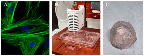 Advances In 3d Bioprinting Techniques Applications And Future Directions For Cardiac Tissue