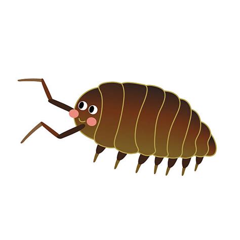 Isopoda Illustrations Royalty Free Vector Graphics And Clip Art Istock