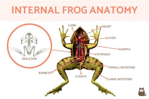 external structure of frog diagram 449 frog diagram images