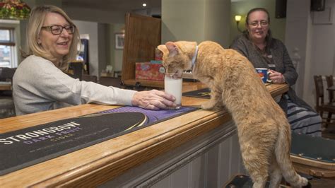 Watch Hilarious Moment Pub Loving Cat Enjoys A Drink At The Bar After