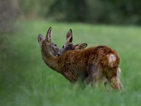 Mutter und Sohn Forum für Naturfotografen